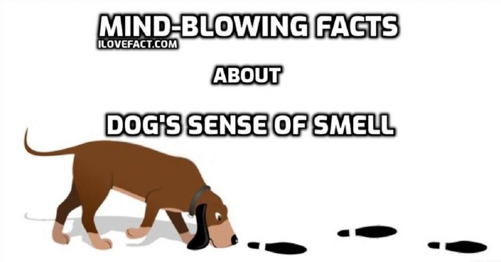 Mind-Blowing (But True) Facts about a Dog's Sense Of Smell - I Love Facts