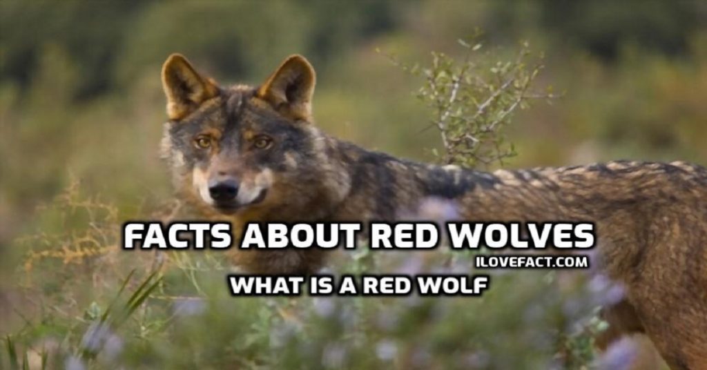 Black Wolf Facts: Everything You Ever Wanted To Know - I Love Facts