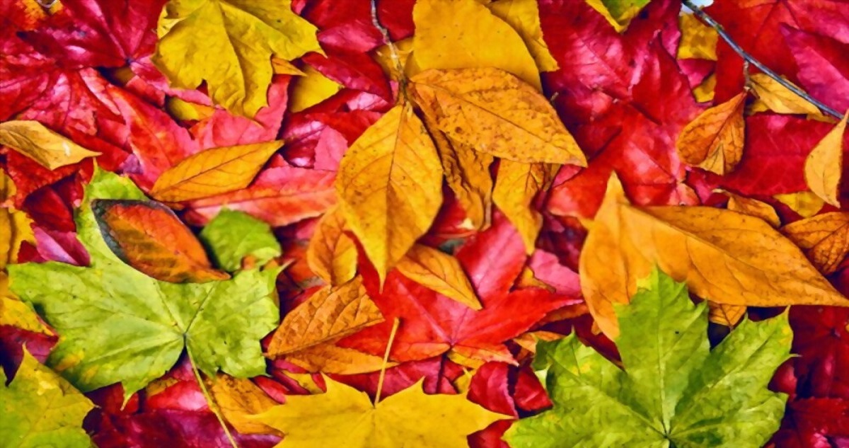 50 facts about leaves from color to shapes - I Love Facts